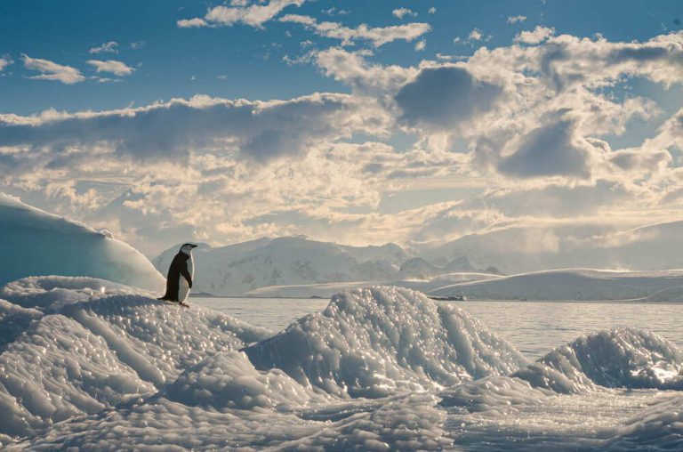 Le cycle de vie des manchots