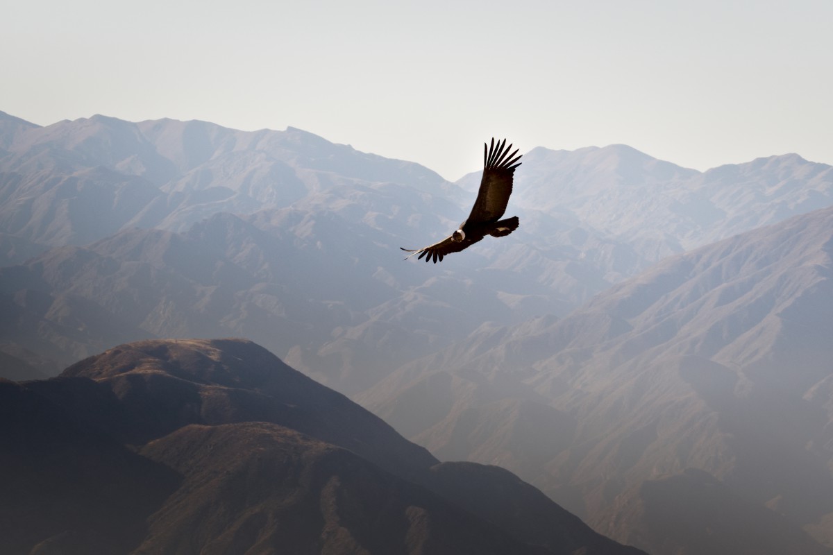 Où et quand observer le condor des Andes en Patagonie